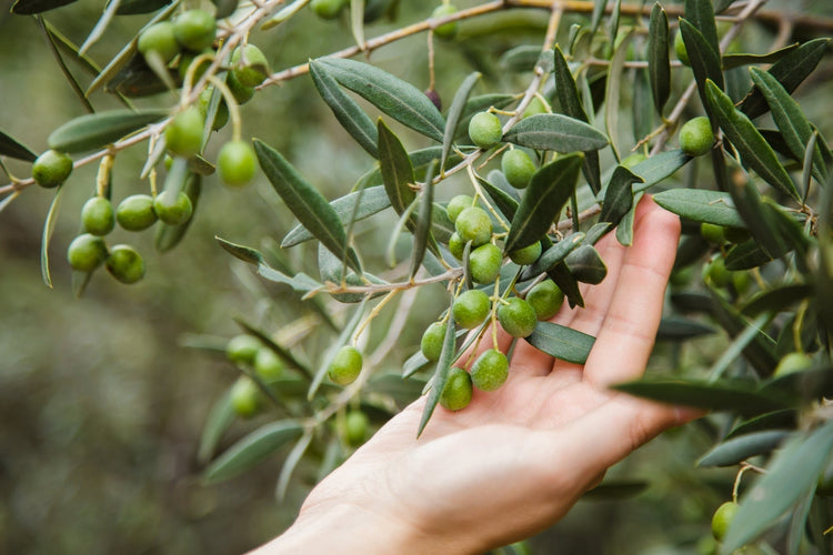 How to Care for Your Olive Trees in Winter – Ancient Olives