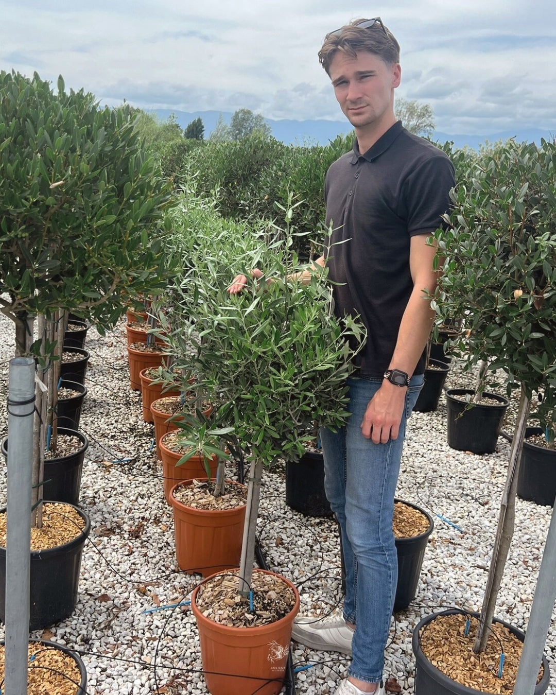 Young Lollipop Olive Trees [Olea europaea] | 80-100cm | Starter Trees ...